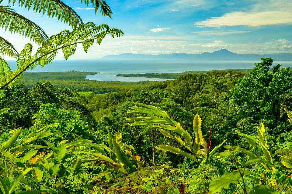Daintree Outlook | Shutterbug